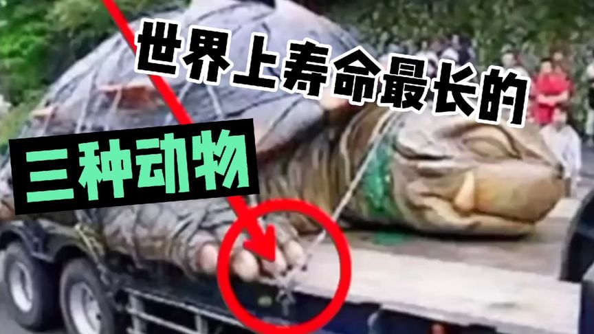 世界上寿命最长的三种动物!