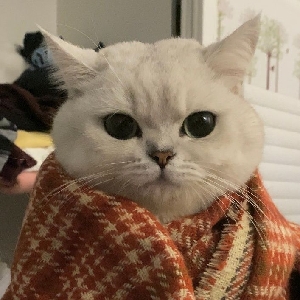 懒猫雜貨鋪 