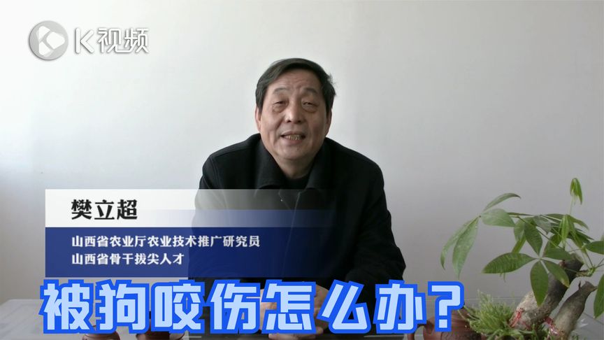 被狗咬伤后该怎么处理,应防止狂犬病和破伤风,专家给出四点建议