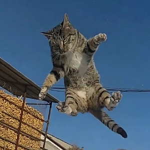 田园功夫猫 