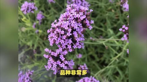 什么花代表诚信?代表诚信的花介绍
