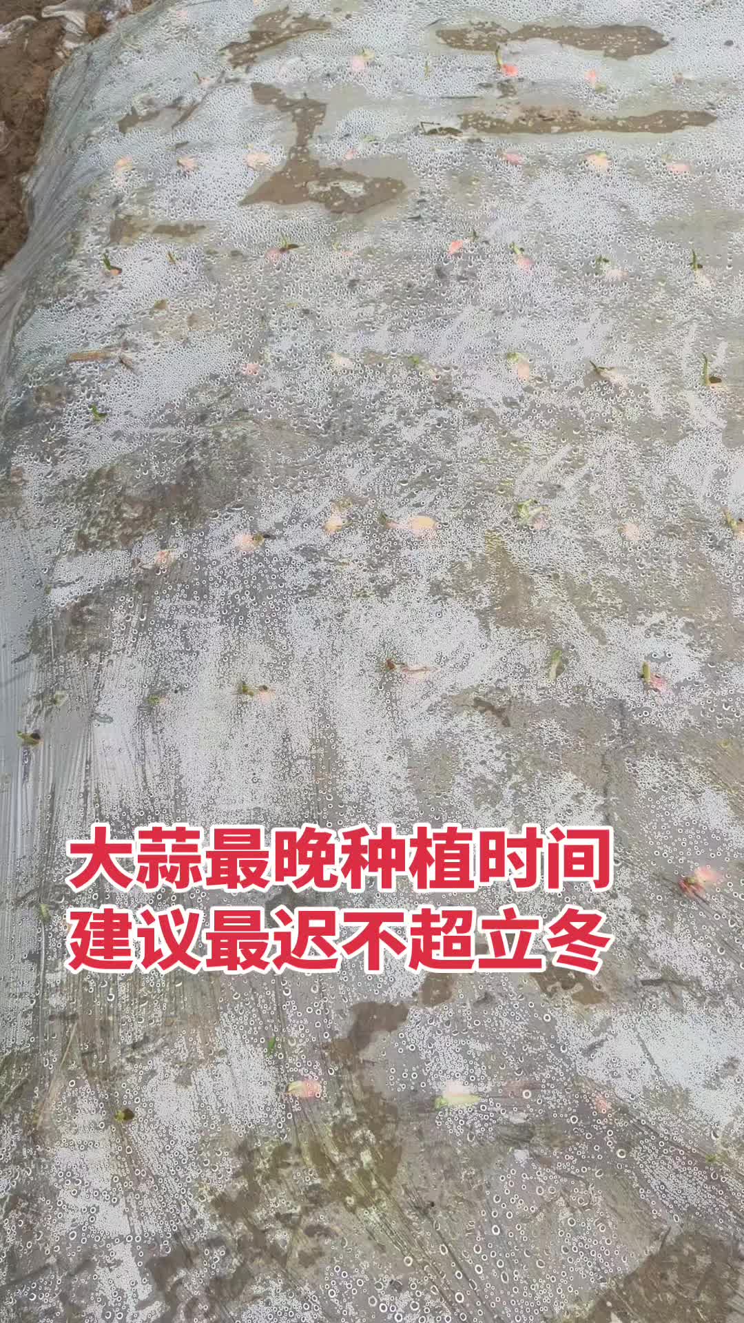 大蒜种植过晚,会造成减产,最迟不要超过立冬节气,种植过晚温度低,生根...