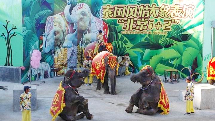 大连森林动物园,泰国风情大象表演,精彩纷呈