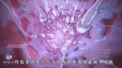 震撼3D动画揭秘:从受孕到分娩,见证生命奇迹与母爱的伟大!