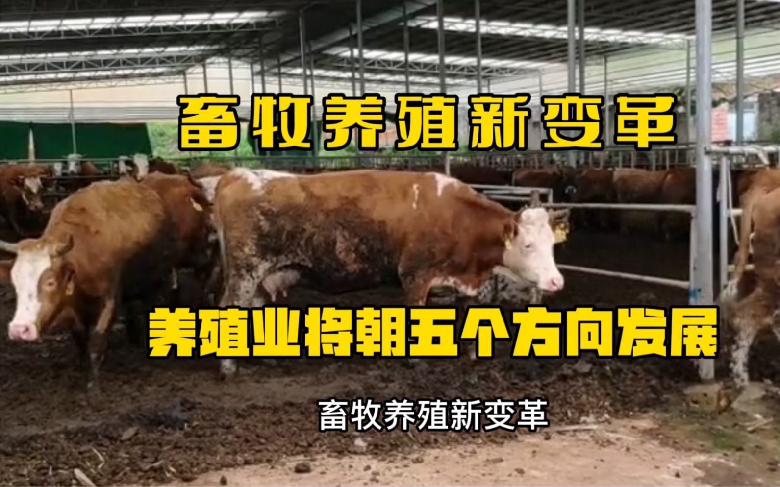 畜牧养殖新变革,养殖业将朝着以下5个方向发展!请做好准备