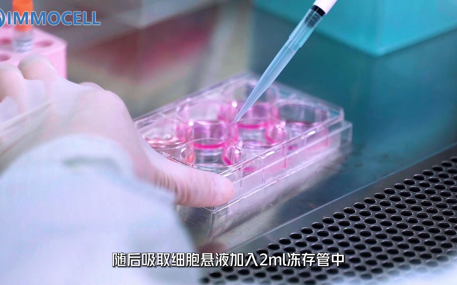 hESC细胞培养教程第三节:hESC细胞的冻存