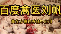 黄芪多糖在养殖中的应用,黄芪多糖鸡鸭鹅猪牛羊,禽医刘帆