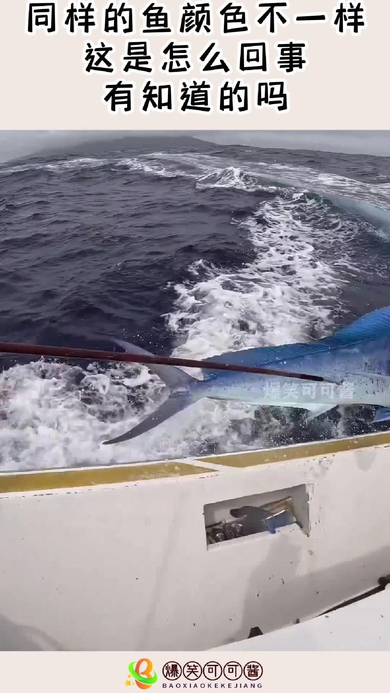 同样的鱼颜色不一样,这是怎么回事,有知道的吗