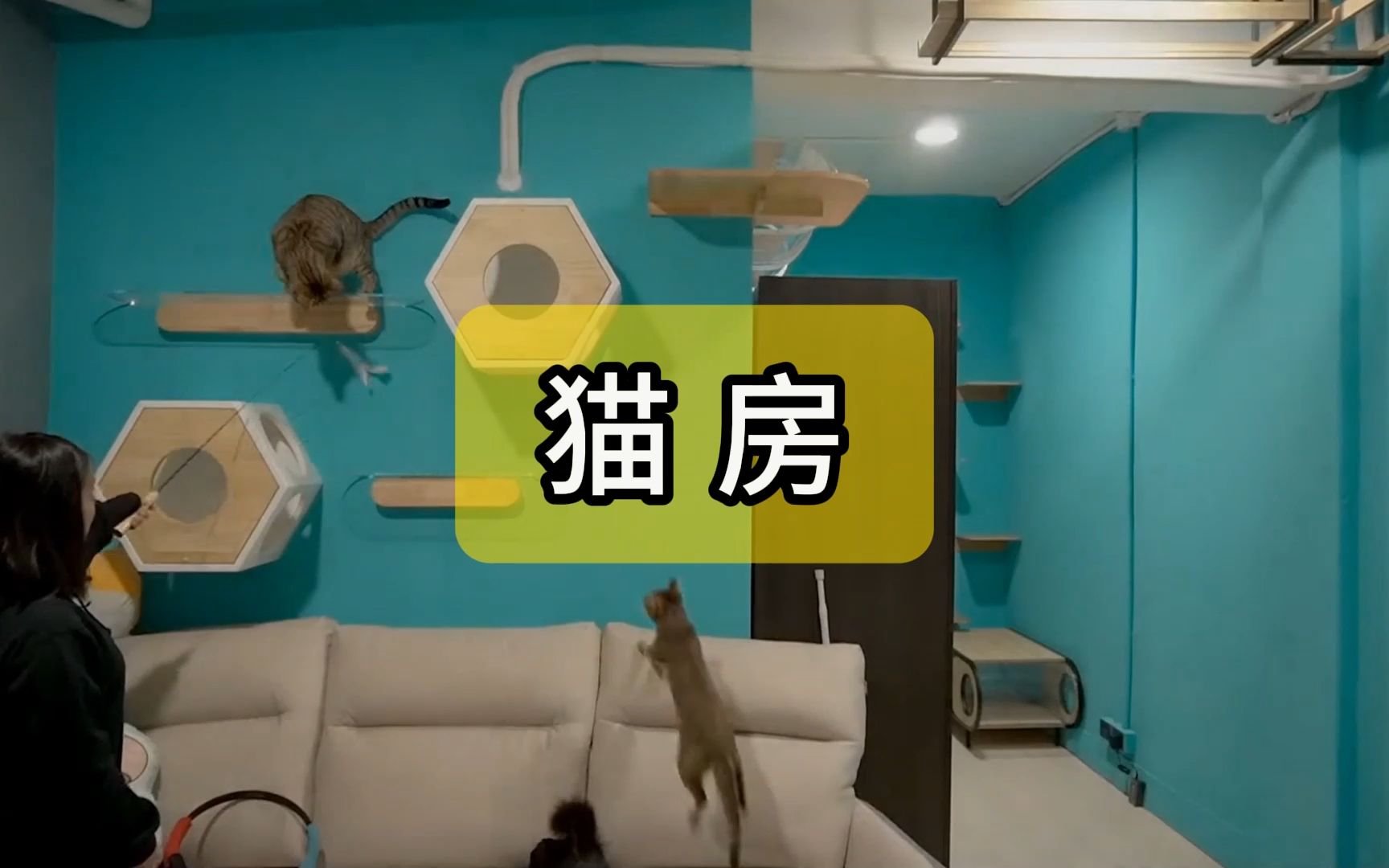 猫房