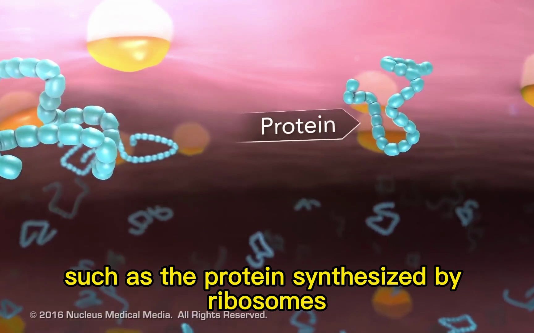 Overview of Cell Structure