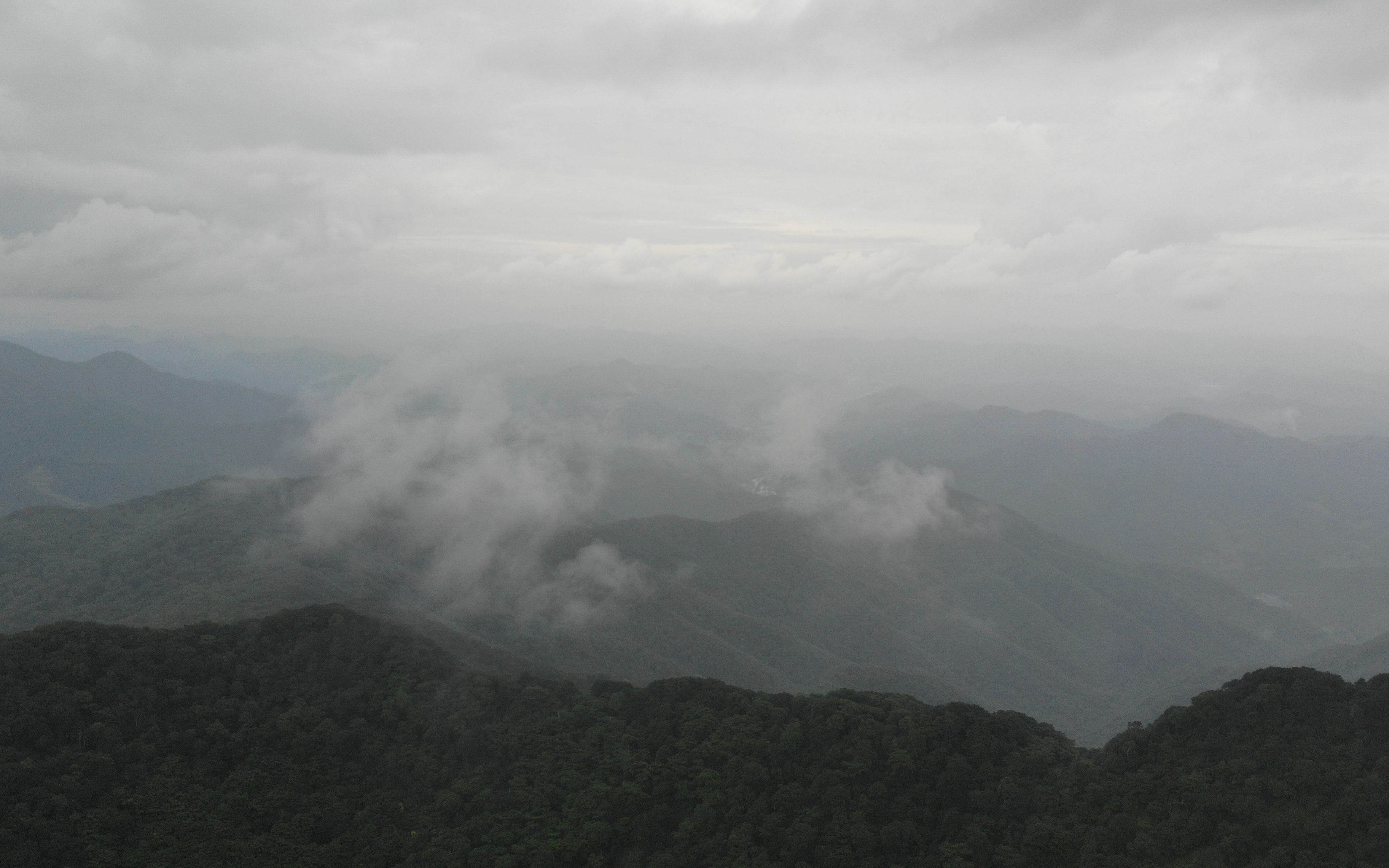 林下参野山参的生长环境,是否与你想象中的一样?
