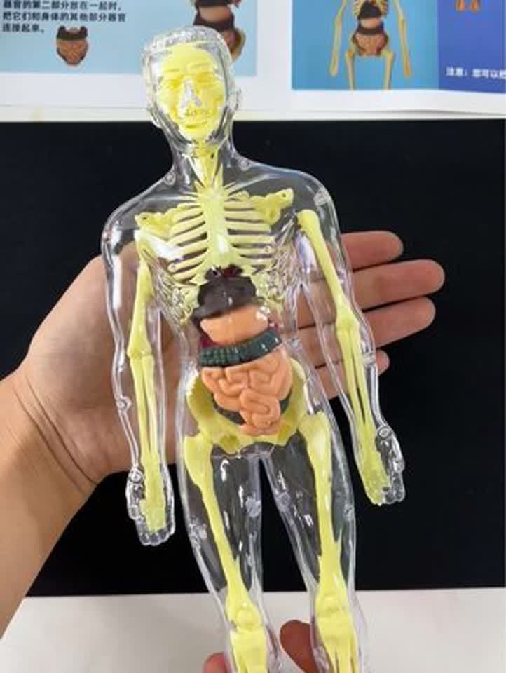 ...自己的身体结构好奇,给孩子准备这个人体模型玩具,边拼边学太有意思...
