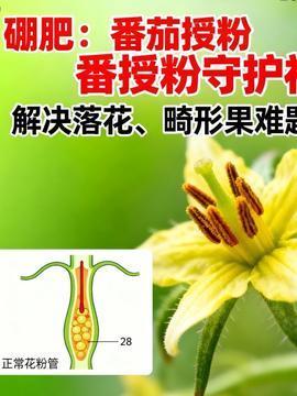 为啥番茄只开花不结果?罪魁祸首可能是它 #种菜#西红柿#番茄#番茄...