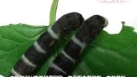 微型农场 彩蚕 彩色蚕宝宝 黑蚕 斑马蚕