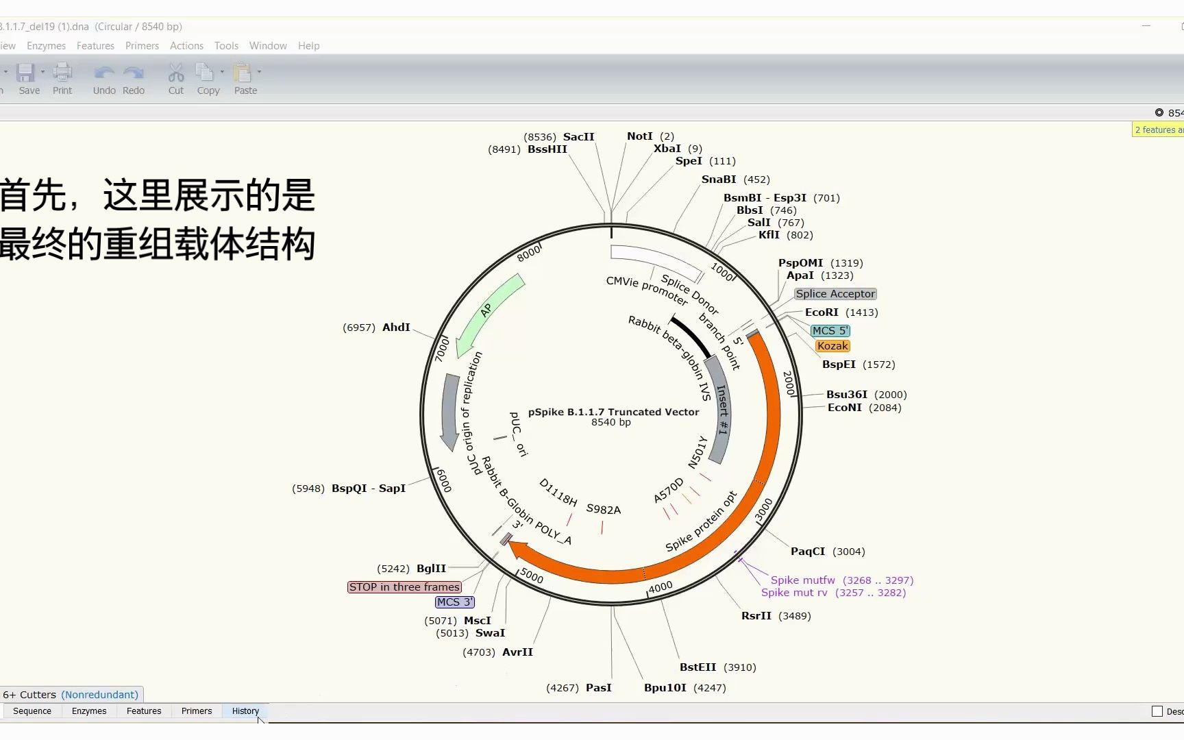 使用In-Fusion技术跳过PCR步骤进行长片段克隆