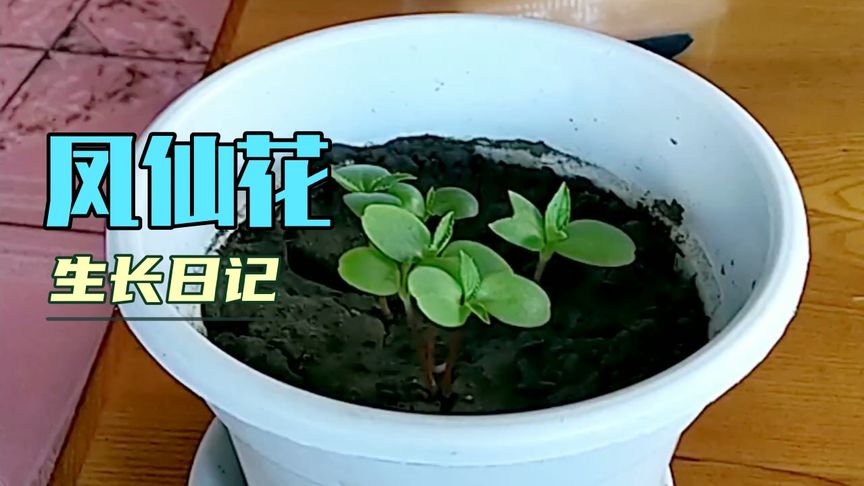 我的凤仙花生长日记