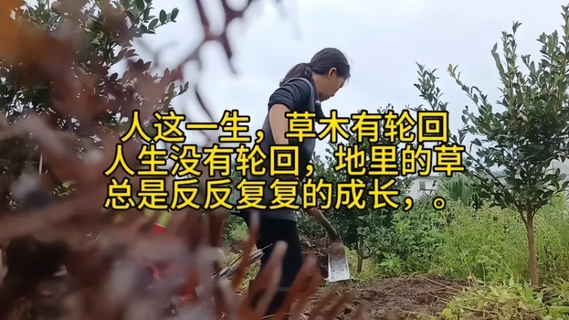 人这一生,草木有轮回,人生没有轮回,地里草总是反复的成长好快