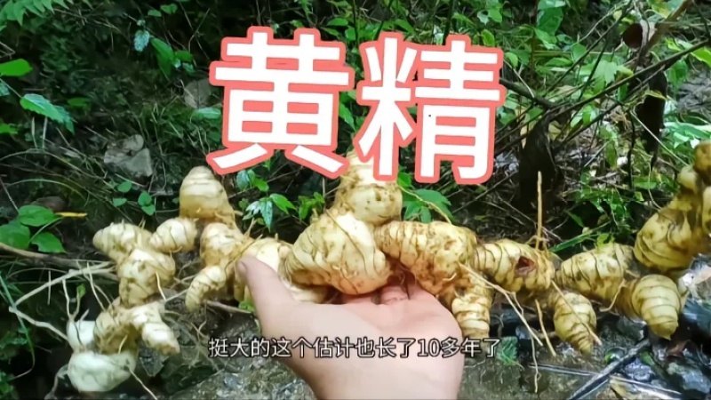 黄精,一种中药材,可食用,药食同源植物!