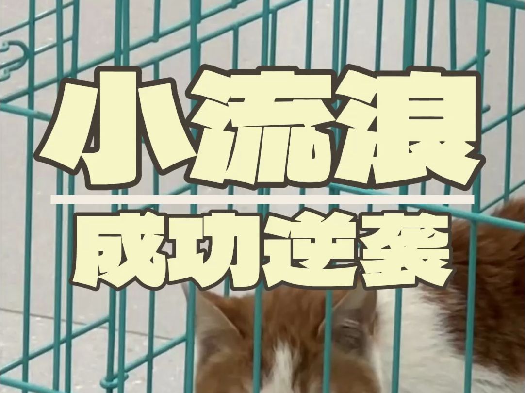 你们要的抓流浪猫免费绝育后续来了!