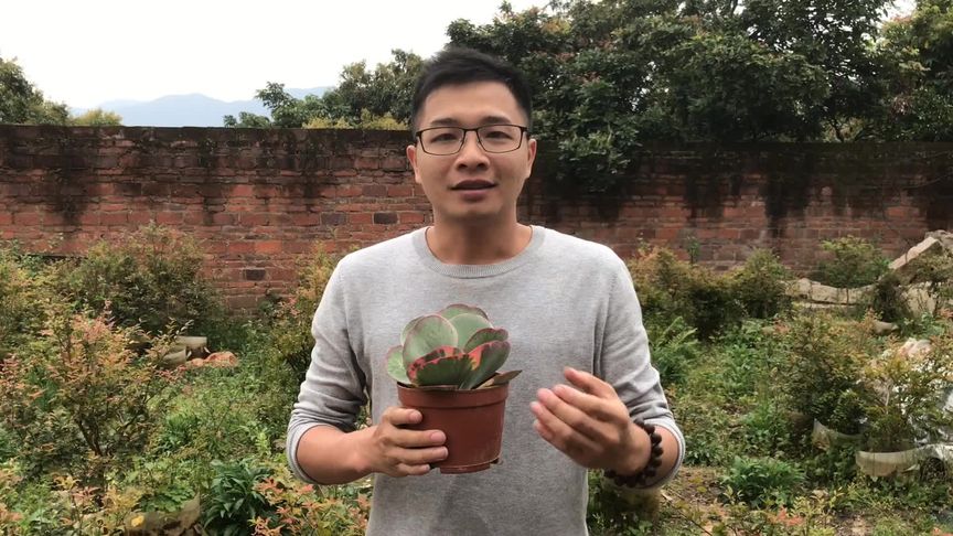 多肉植物“唐印锦”,自然生长变异的“稀有品种”,懂得简单养护
