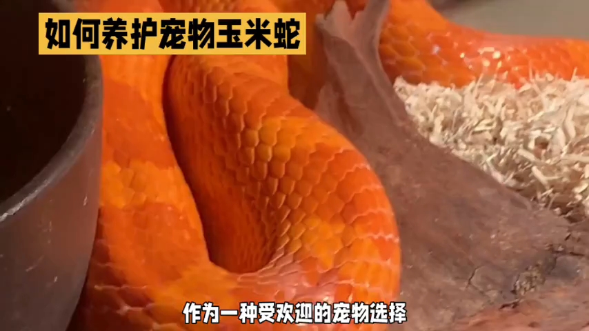你有尝试把蛇当做宠物来养吗?今天就说一说宠物玉米蛇