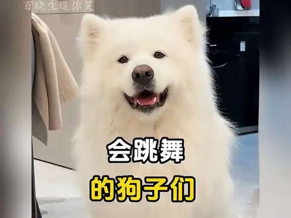瞧瞧这些跳舞的狗狗,看一次乐一次