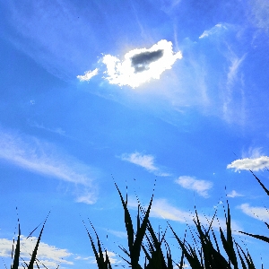 魏延离 