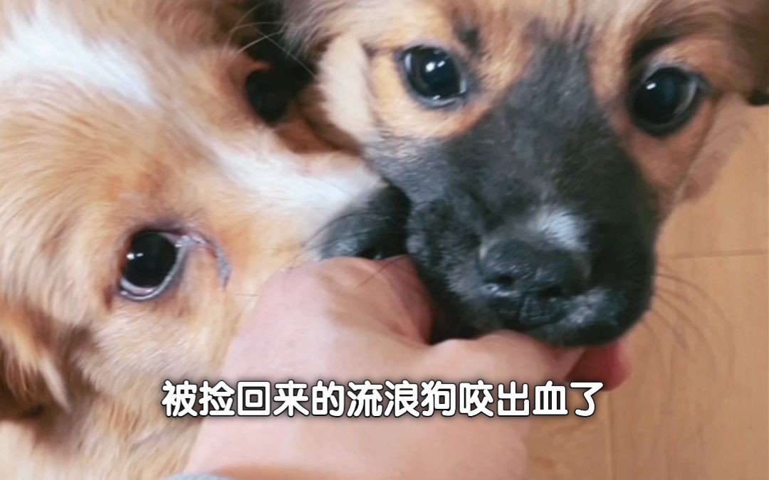 被捡回来的小流浪咬出血了,我没去打狂犬疫苗