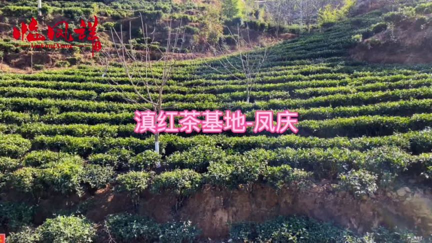 世界滇红之乡-凤庆,滇红茶基地-大寺,滇红茶原产地