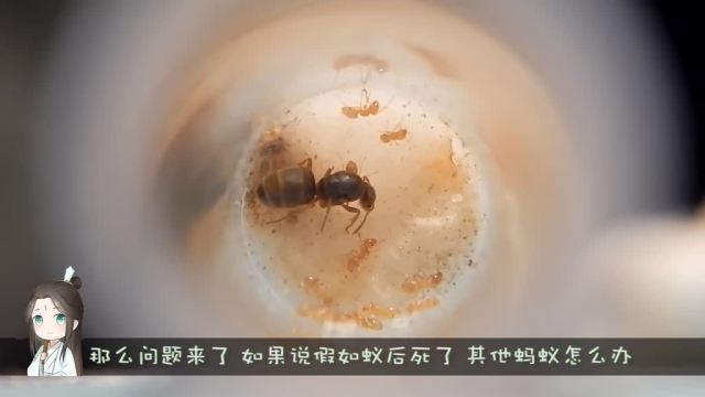 有趣的蚂蚁世界:如果"蚁后"死了,其他蚂蚁怎么办