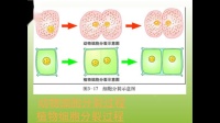 细胞通过分裂而增殖微课