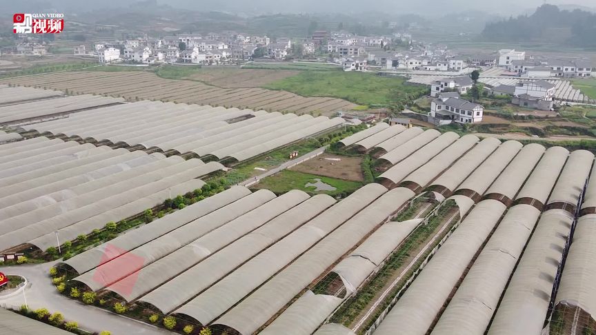 贵州金沙群立社区推行党组织领办合作社,助力乡村经济高质量发展