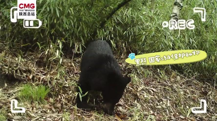 ...山国家级自然保护区管理局工作人员在整理红外相机野外监测数据时,...