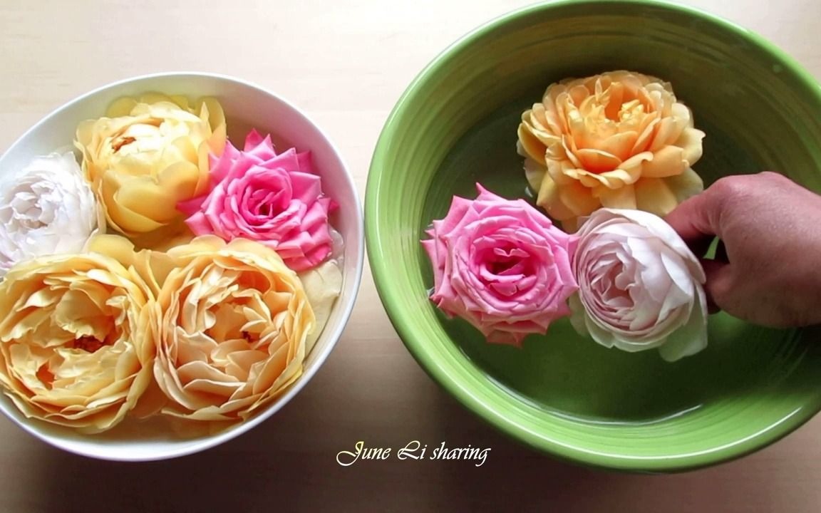 玫瑰 / 月季 / 蔷薇 ,区别在哪里 ?英文都是rose
