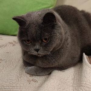 爱生活的猫先生 
