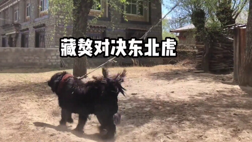 藏獒遇到东北虎,藏獒真的会败下阵来吗,究竟谁才是最强王者?
