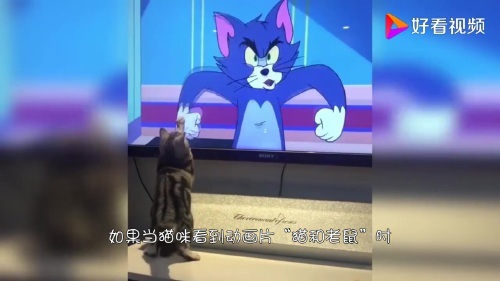 当猫咪,看到动画片"猫和老鼠",会有什么反应?