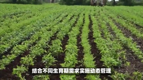 花生高产栽培:从选地到收获的全周期管理