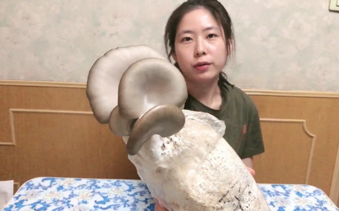 一分钟带你看平菇菌包成长记录