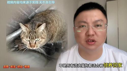 流浪猫能带回家吗? 救助