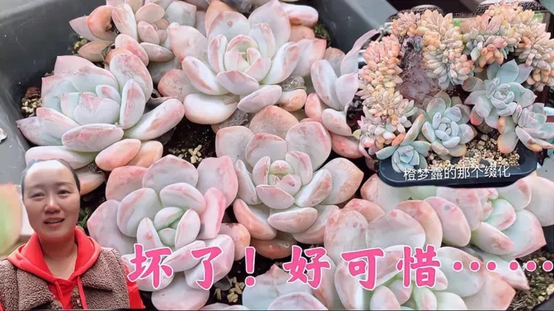 橙梦露的缀化无人管理,就这样坏了好可惜!真想拿个剪刀修理下