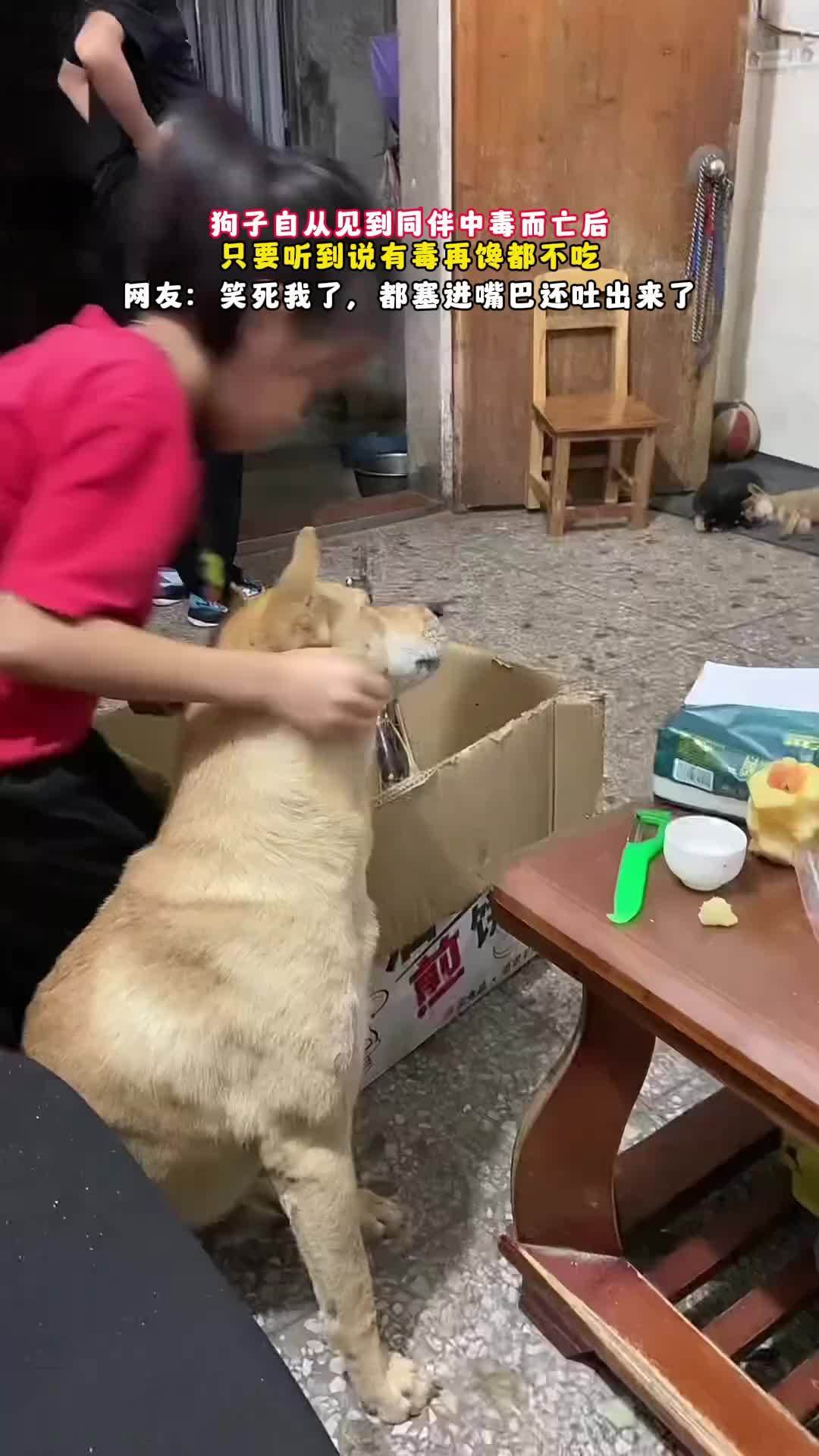 狗子自从见到同伴中毒而亡后 只要听到说有毒再馋都不吃