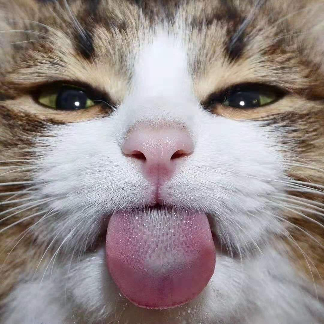 一只爱算法的猫 