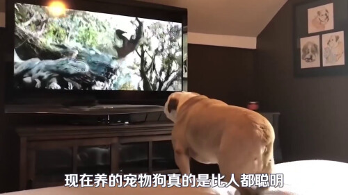 狗狗沉醉动画片,被主人呵斥后一系列动作看呆网友