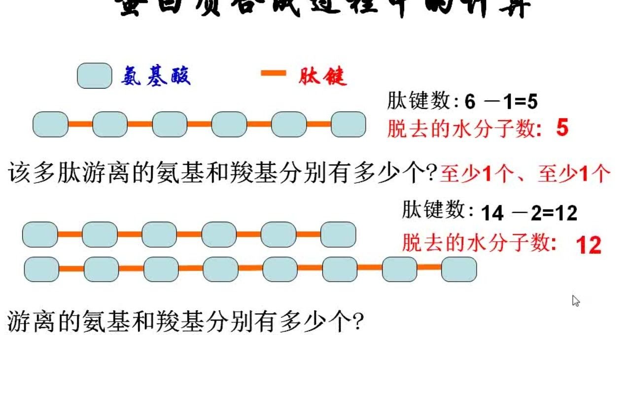 高中生物-蛋白质合成过程中的计算---人教版--高一上学期---必修1第2章...