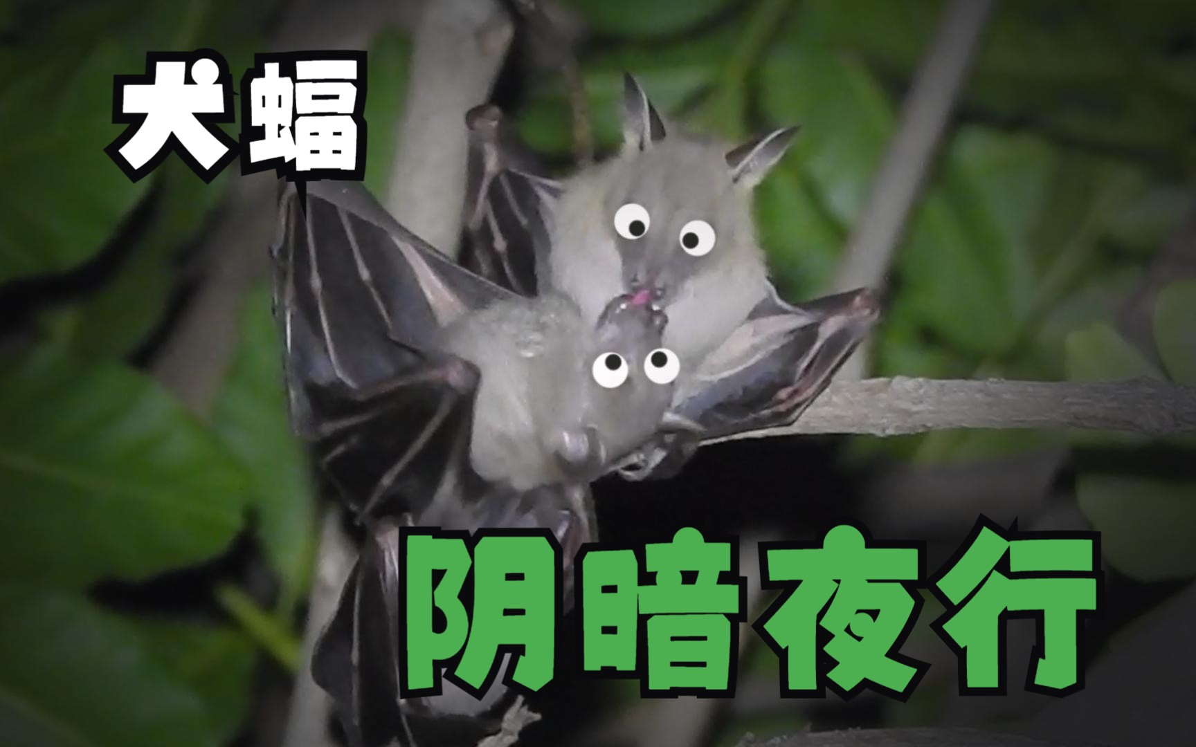 慎点!阴暗的蝙蝠活动