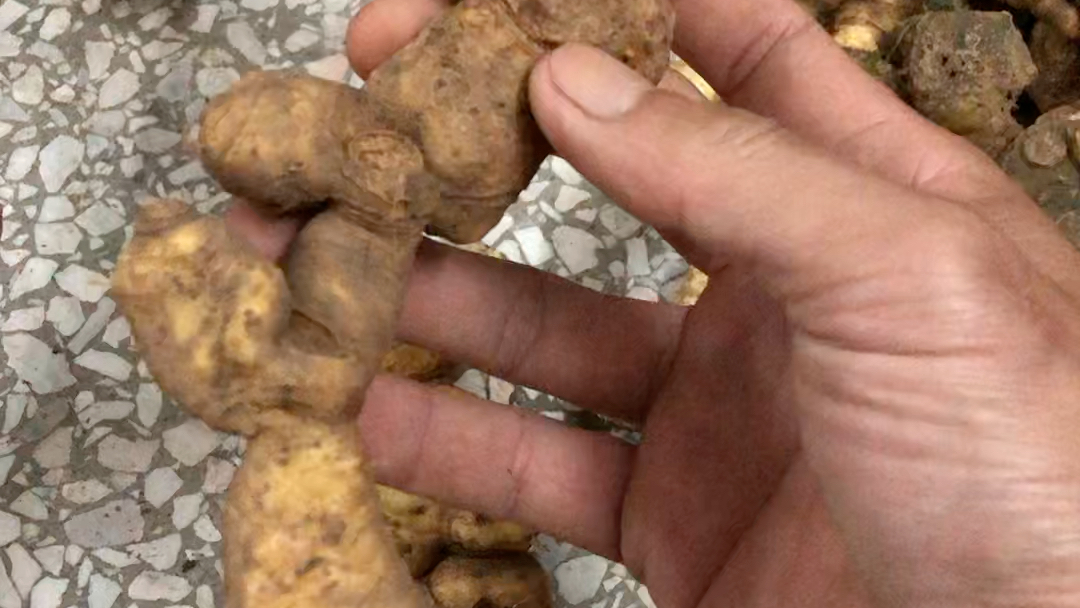 三斤枸杞不如一两它,野生的黄精,不过要九蒸九晒才有很多作用,我准备...