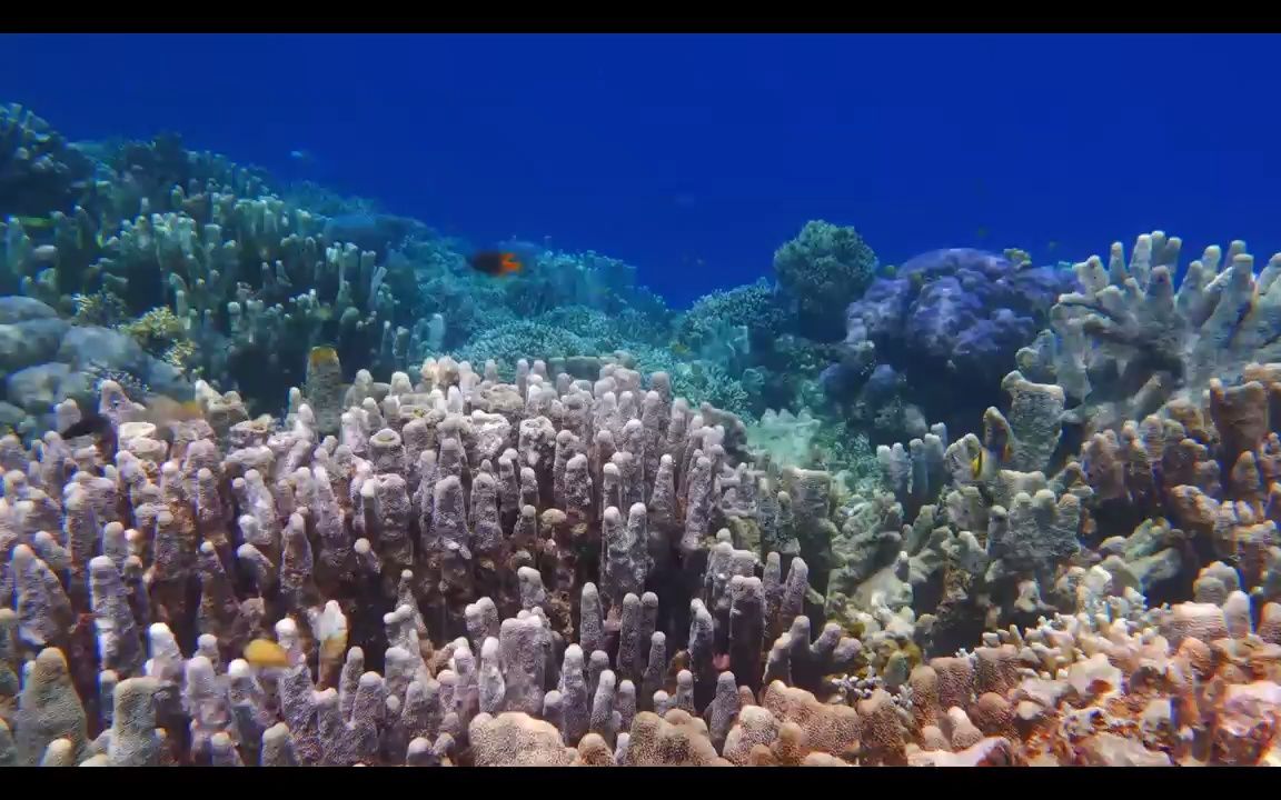e730 唯美梦幻可爱卡通海底世界水族馆海洋馆金鱼鲨鱼鲸鱼海龟游动...