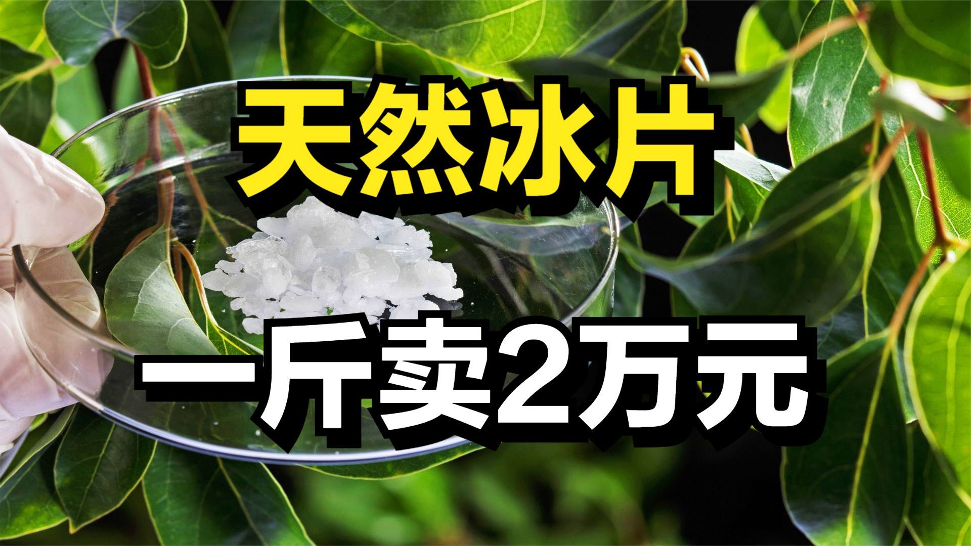 他发现龙脑樟树的商机,提炼出2万元/斤的天然冰片,如今身价上亿