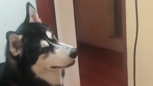 ...看电视上面狼的叫声,现在每天晚上都准时开叫!邻居已经投诉好几次了